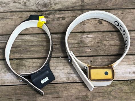 Tools of the Trade: Radio Telemetry and GPS Collars for Tracking Black ...