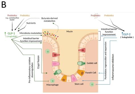Glp 1 And Glp 2 Orchestrate Intestine Integrity Gut Microbiota And