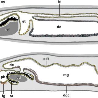 Structure And Function Of The Digestive System In Molluscs
