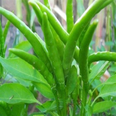 Yedİveren Aci Cİn SÜs Bİber Tohumu Geleneksel