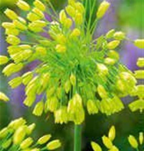 Allium Chloranthum Yellow Fantasy