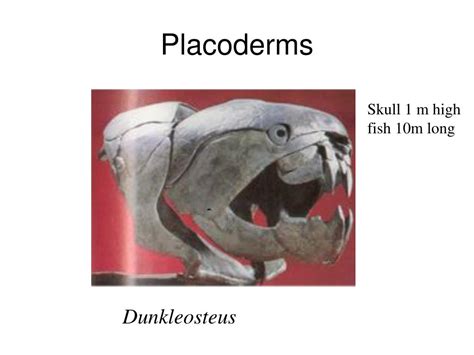 Ppt The Early Paleozoic Powerpoint Presentation Free Download Id328610
