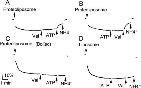 Requirement Of The Simultaneous Presence Of Atp And Valinomycin For The Download Scientific