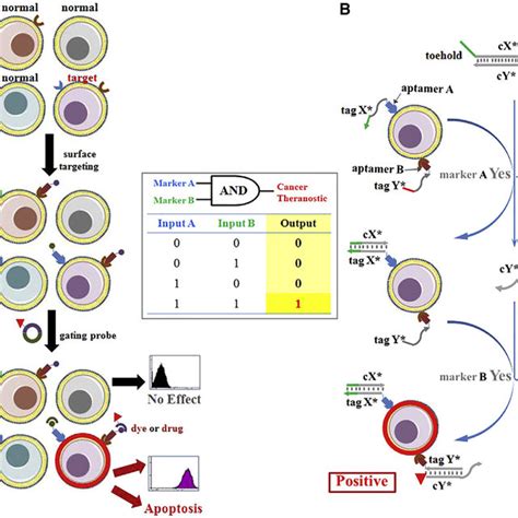 Schematic Illustration Of Logic Gated Cell Targeting A And Gated