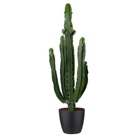 euphorbia erytrea plant price in dubai uae planta ae
