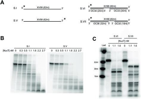 Nuct Presents Endonuclease Activity On Ssdna A Schematic