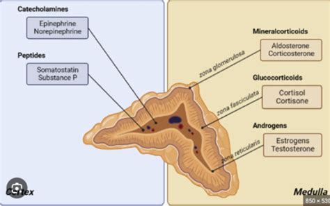 Wk 1 Hormonal Regulation Flashcards Quizlet