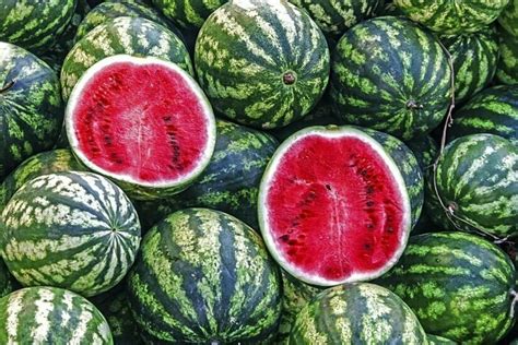 Купить арбуз — купить по низкой цене на Яндекс Маркете