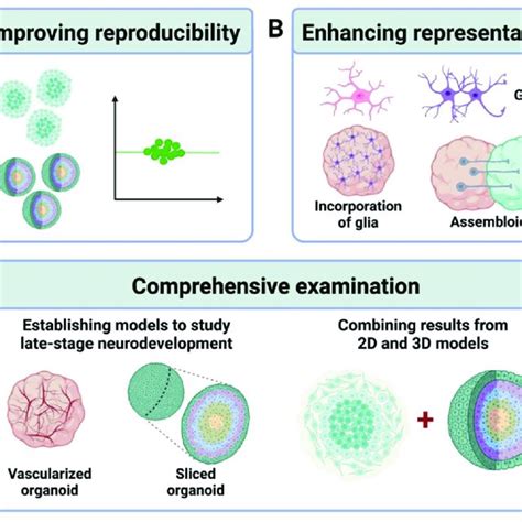 Summary Of Major Findings From 3d Fxs−ipsc−derived Models A Download Scientific Diagram