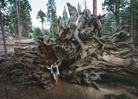 Trail Of 100 Giants In Sequoia National Forest