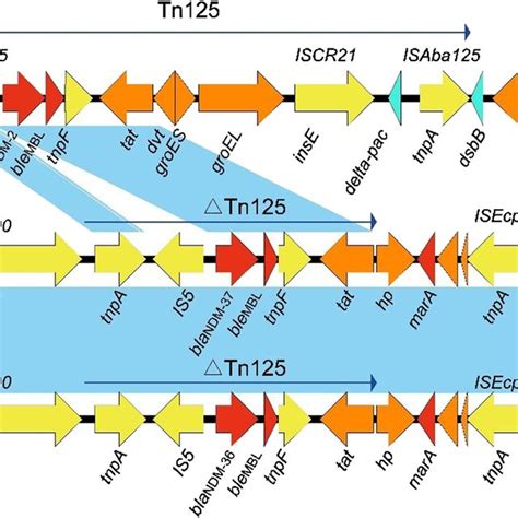 Linear Genetic Context Of Blandm 37 On Inchi2 Type Plasmid Pjnqh497 1