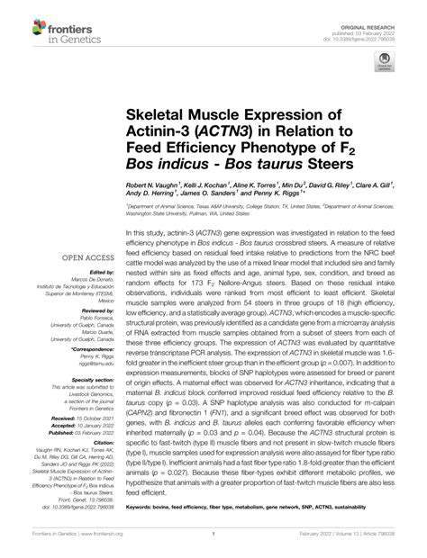 Pdf Skeletal Muscle Expression Of Actinin 3 Actn3 In Relation To