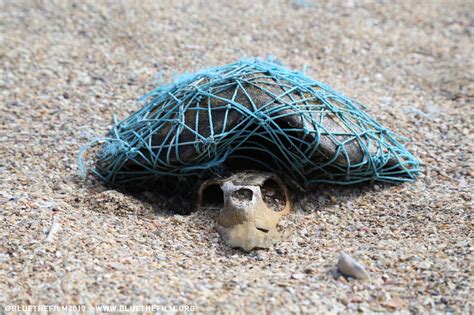 Dead Turtle Still Wrapped In Fishing Net That Likely Killed Him Peta