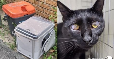 음식물쓰레기통 옆 이동장 채로 버려진 고양이누가 이런 짓을