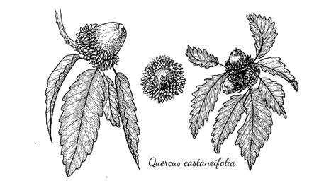 도토리와 잎 숲의 약용 식물 선형 스케치 스타일 손 그림에서 오크의 흑백 그림과 종의 Quercus Castaneifolia 낙엽 오크 나무의 가지 가을에 대한 스톡 벡터