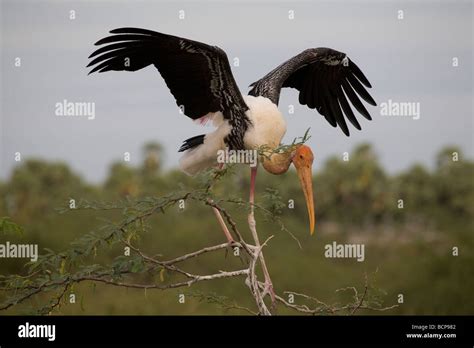Indian Birds Hi Res Stock Photography And Images Alamy