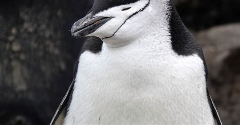 턱끈펭귄 4초씩 하루 1만번 꾸벅꾸벅쪽잠 자는 까닭은
