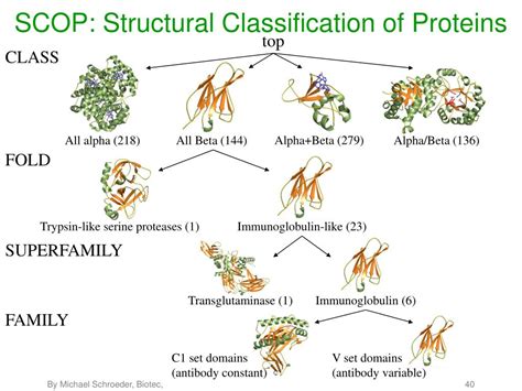 PPT Protein Structure PowerPoint Presentation Free Download ID 3080611