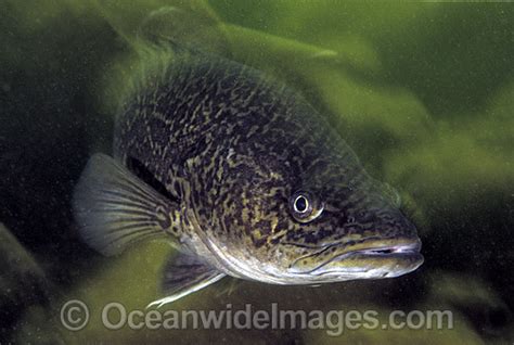 Endangered Freshwater Fish