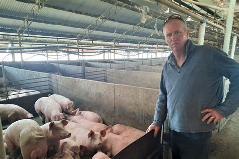 Pigs growing 'overweight' and costing farmers in Western Australia due to abattoir backlog - ABC ...