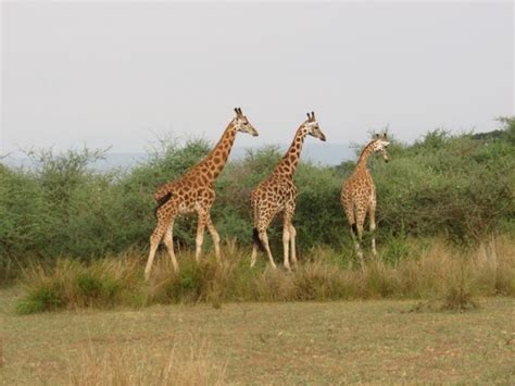 Projects In Uganda Metroeconomica