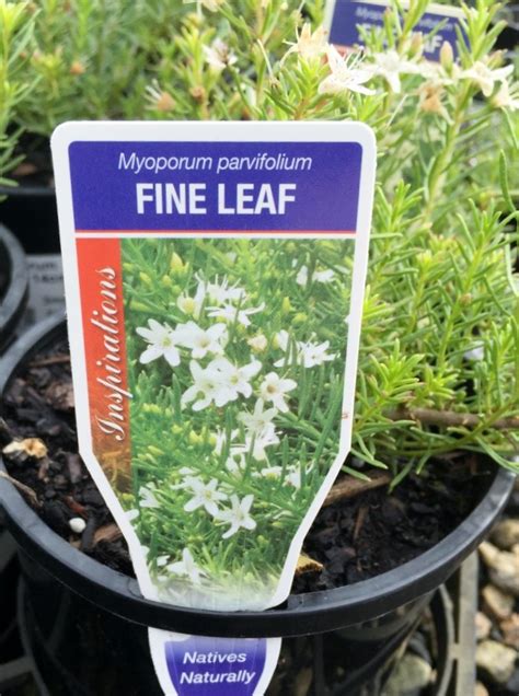 Creeping Boobialla Fine Leaf Plants For Spaces