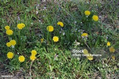 초기 노란색 향기로운 꽃 민들레와 숲에서 푸른 잔디 사이 민들레 관목 봄 0명에 대한 스톡 사진 및 기타 이미지 0명 경관 계절 Istock