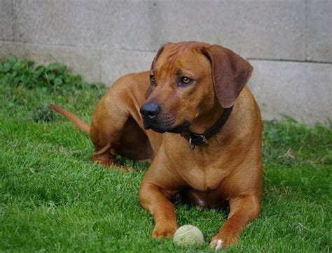 Rhodesian Boxer Rhodesian Ridgeback And Boxer Mix Info Pictures Facts