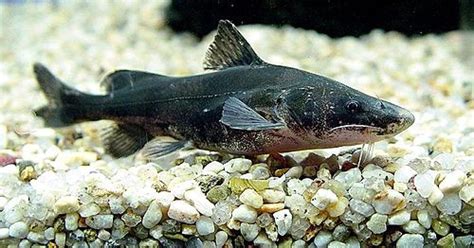 수과원 토종 민물고기 종어 양식기술 이전 본격화