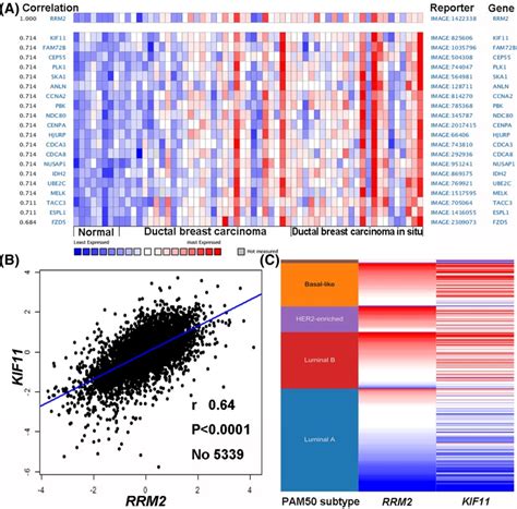 Bioinformatics Analysis Revealing Prognostic Significance Of Rrm2 Gene