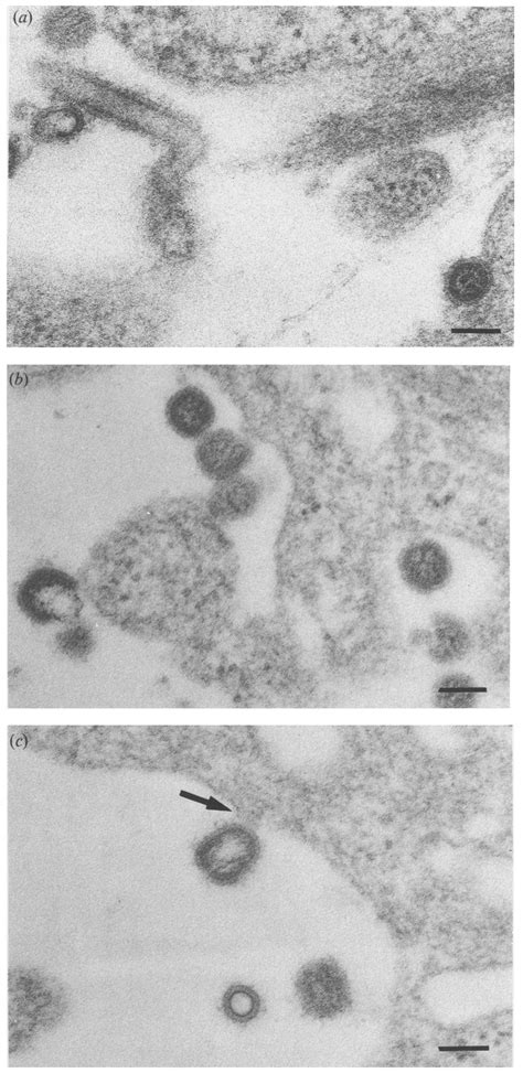 Electron Micrographs Of Thin Sections Of Isa Infected Shk 1 Cells A