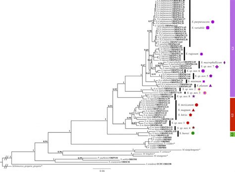 Phylogeny Based On A Concatenated Bayesian Analysis Of The Total