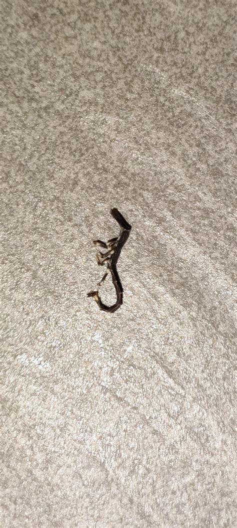 What Are These Tiny Bugs Crawling Around In All My Potted Plants They