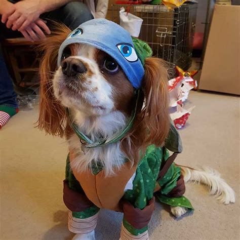 Leo Buckley Pet Undertakers Ltd