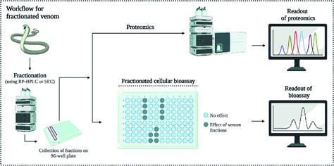 Graphical Overview Of The Bioassay Workflow After Injection Of The
