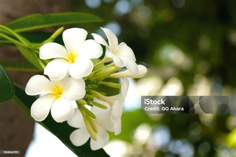 이른 아침에 플루 메리아 꽃이 화려하고 아름답고 흰색과 노란색이기 때문에 자라는 것이 인기있는 식물입니다 0명에 대한 스톡 사진 및 기타 이미지 Istock