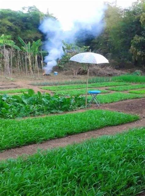 คัดมาให้ดู 100 ไอเดียแปลงปลูกผักสวนครัว สวยๆ แบบประหยัดพื้นที่ แบบเกษตรพอเพียง ปลูกผักหลัง