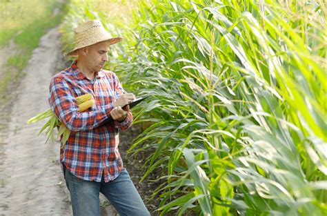 우크라이나 어딘가에 필드에서 옥수수를 검사 클립 보드와 밀짚 모자에 농부 검사 보기에 대한 스톡 사진 및 기타 이미지 검사 보기 계절 곡초류 Istock