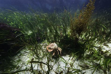 Life Under The Sea The Bailiwick Eelgrass Exploration Project Beep