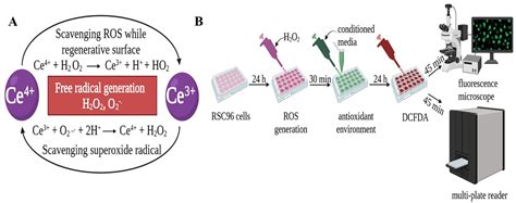 Dual Crosslinked Antioxidant Mixture Of Poly Vinyl Alcohol And Cerium Oxide Nanoparticles As A