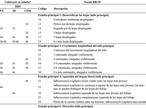 Bbch Scale For Sunflower Developmental Phases Download Scientific