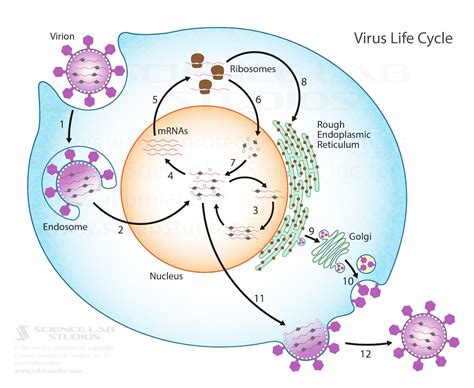 Virus Life Cycle From The Collection Of Guild Of Natural Science
