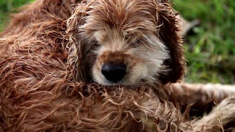 210 Dog Licking His Nose Stock Videos Footage And 4k Video Clips