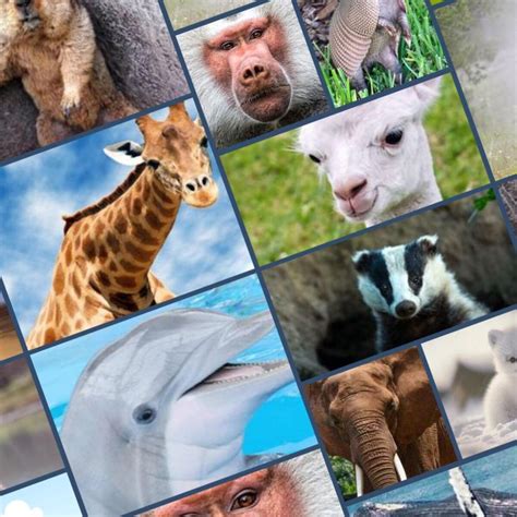 Mammals Image Classification Dataset 45 Animals Kaggle Mammals Image Classification Dataset 45 Animals Kaggle