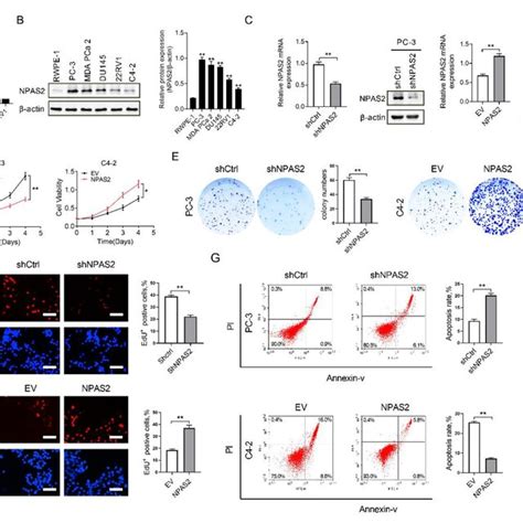 Npas2 Promotes Pca Cell Survival In Vitro A Expression Of Npas2 In
