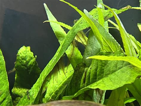 What Eats This Kind Of Algea R Aquarium
