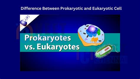 Difference Between Tracheids And Vessels Neet Chennai