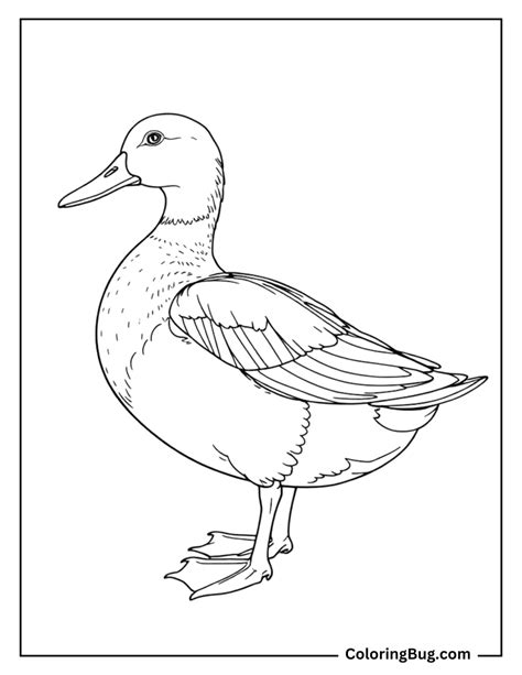 60 Duck Coloring Pages Free Printable Pdfs