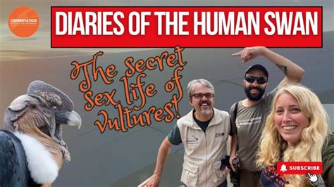 The Secret Sex Life Of Vultures Poul Brix