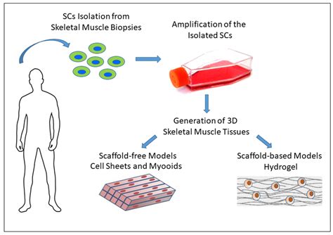 Muscle Cell Model